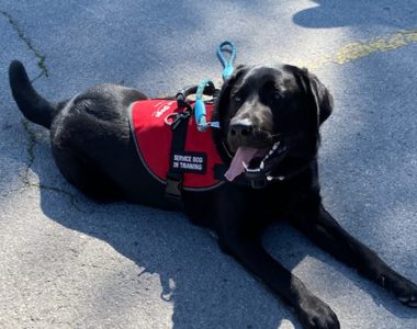 Service Dogs Foundation | Dogs in Training